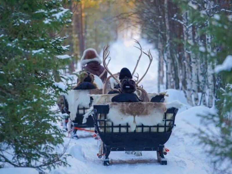 Reindeer Safari at a 200-Year-Old Farm & Long Sled Ride - How Good Is the Value?