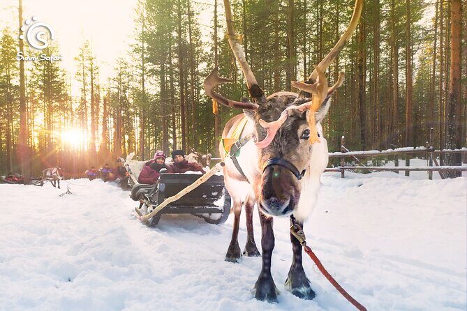 Reindeer Safari in Arctic Wilderness - Introduction