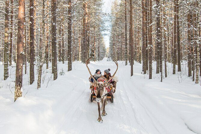 Reindeer Safari in Arctic Wilderness - Key Points