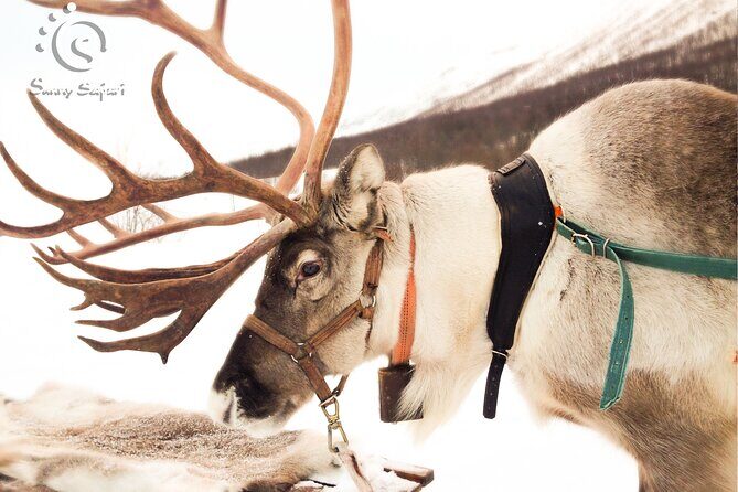 Reindeer Safari in Arctic Wilderness - Practicalities & Logistics