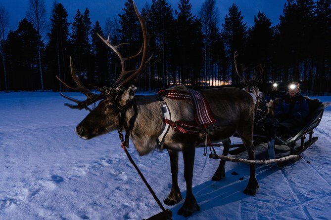 Reindeer sleigh ride across the night in Apukka Resort Rovaniemi - The Sum Up: Is This Reindeer Sleigh Ride for You?