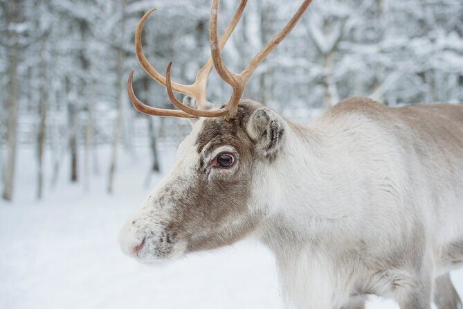 Reindeer Sleigh Ride and Farm Experience from Rovaniemi - The Sum Up