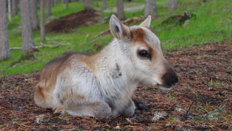 Reindeer Summer Farm Visit at a 200-Year-Old Rovaniemi Farm - An Introduction to the Authentic Reindeer Experience