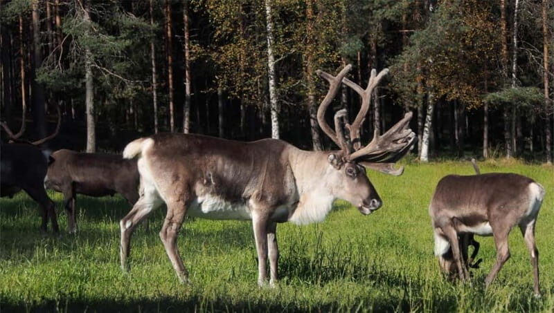 Reindeer Summer Farm Visit at a 200-Year-Old Rovaniemi Farm - The Value of Authentic Connection
