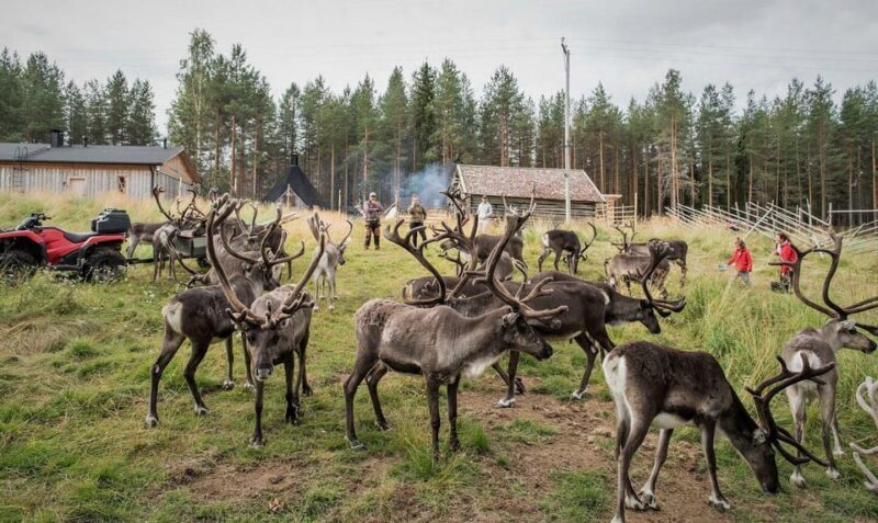 Reindeer Summer Farm Visit at a 200-Year-Old Rovaniemi Farm - Practical Considerations