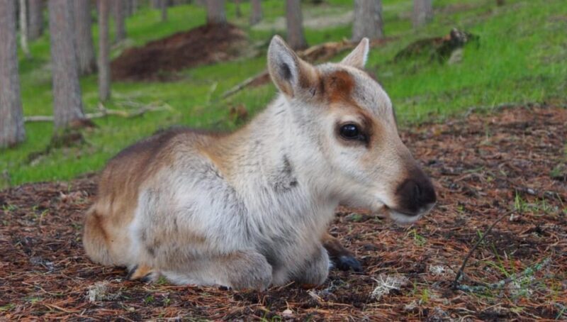 Reindeer Summer Farm Visit at a 200-Year-Old Rovaniemi Farm - Who Should Consider This Tour?