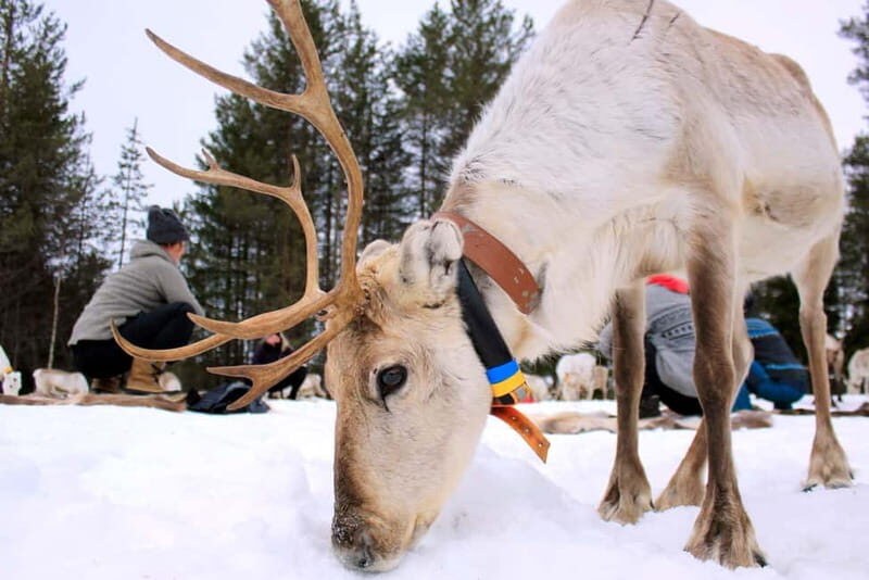 Reindeer yoga in Kuusamo - Reindeer Yoga in Kuusamo: A Truly Unique Finnish Experience