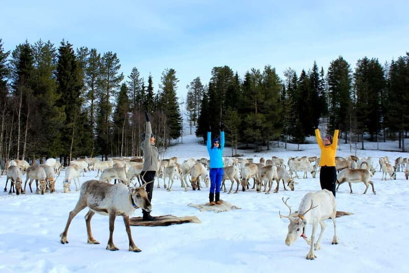Reindeer yoga in Kuusamo - What Is Reindeer Yoga in Kuusamo?