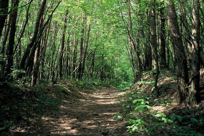 Relax and refresh in Karuizawa Forest! Shinanoji down trekking around two people - Discovering Karuizawa’s Natural Beauty
