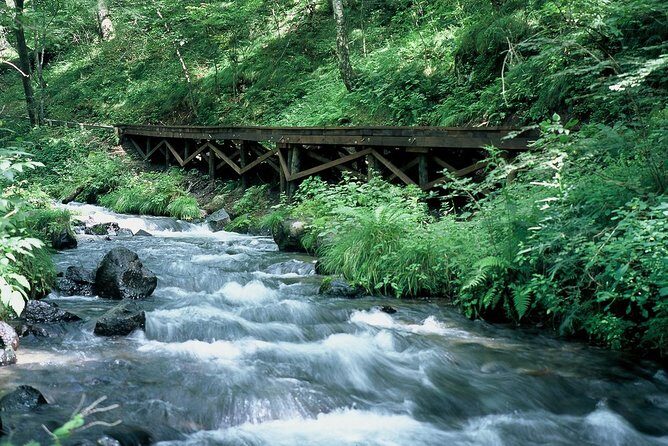 Relax and refresh in Karuizawa Forest! Shinanoji down trekking around two people - Who Should Consider This Tour?