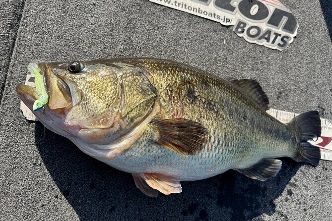 Relaxed 4 hour bass fishing experience at Lake Biwa for 3 people - The Experience in Action: What Travelers Say