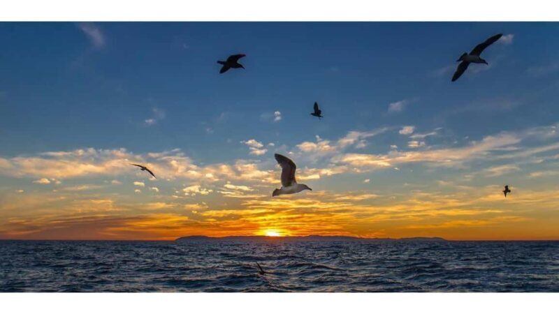 Relaxing Sunset/Evening Cruise in Newport Beach - The Experience and Atmosphere