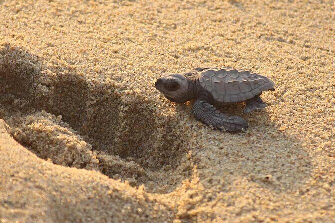 Release of Sea Turtles at Sunset - Authentic Conservation in Action