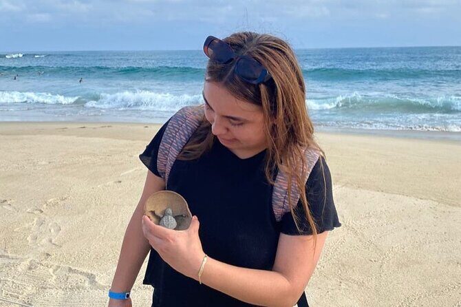 Release of Sea Turtles at Sunset - FAQ