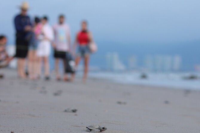 Release of Sea Turtles in Camp Tortuguero - Who Should Consider This Tour?