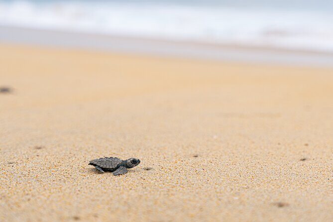 Releasing Turtles During the Sunset - FAQ