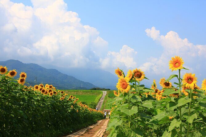 Rent a bike Let's go see the sunflowers in Mannou Town with an electrically assisted e-bike!Introducing Recommendation routes for sunflower producers. - Introduction to the Mannou Town E-Bike Sunflower Tour