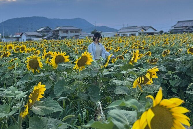 Rent a bike Let's go see the sunflowers in Mannou Town with an electrically assisted e-bike!Introducing Recommendation routes for sunflower producers. - Key Points to Consider Before Booking