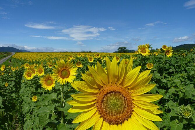 Rent a bike Let's go see the sunflowers in Mannou Town with an electrically assisted e-bike!Introducing Recommendation routes for sunflower producers. - Why You’ll Love This Experience