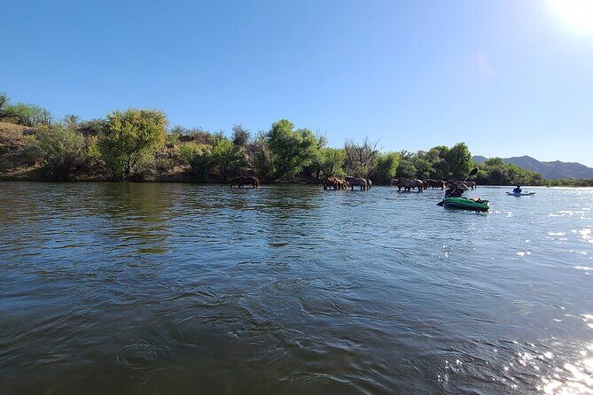 Rent a Paddle Board And Float the Lower Salt River - Analyzing the Experience: What to Expect and Why It Matters