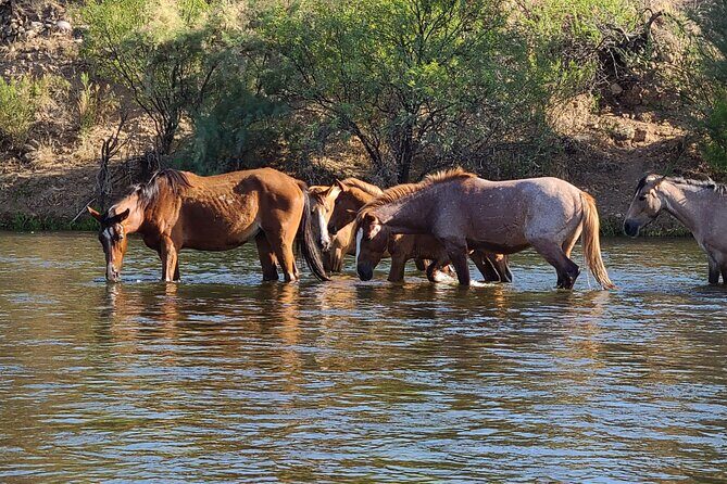 Rent a Paddle Board And Float the Lower Salt River - The Sum Up