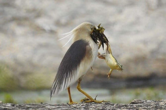 Rent a Tuk Tuk & take a Hike for an amazing Sunset in Tissa! - FAQ