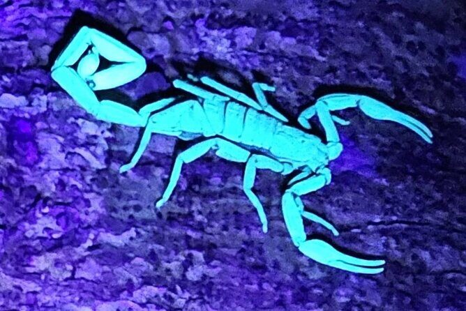 Reptile and Amphibian Night Adventure in Yucatán Jungle - Discovering the Reptile and Amphibian Night Adventure in Yucatán Jungle