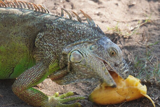 Reptile Eco Tour in Oaxacas Coastal Communities - Exploring Oaxaca’s Coastal Eco-Tour: A Balanced Look