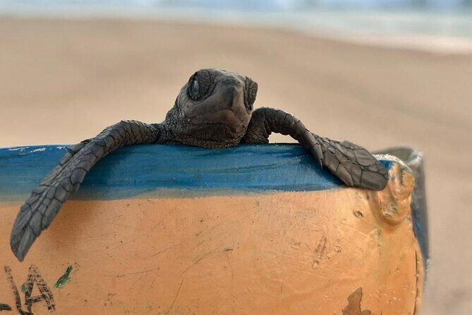 Reptile Eco Tour in Oaxacas Coastal Communities - Transportation, Timing, and Group Sizes
