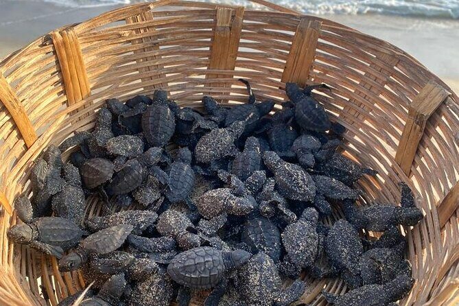 Reptile Eco Tour in Oaxacas Coastal Communities - Pricing and Value