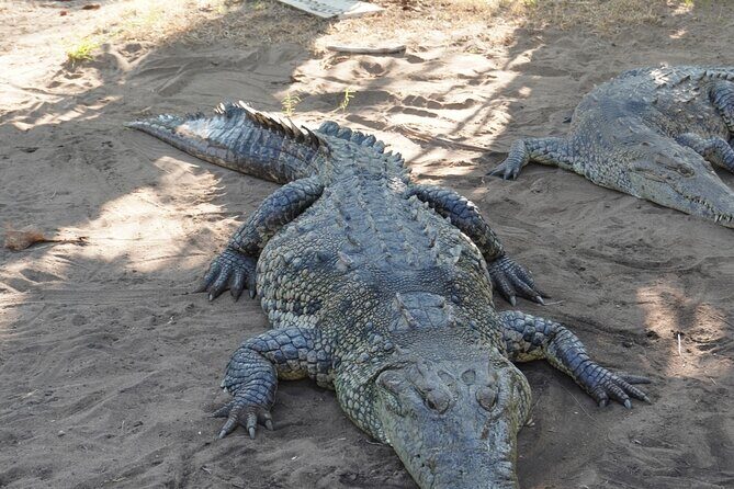 Reptile Eco Tour in Oaxacas Coastal Communities - Final Thoughts
