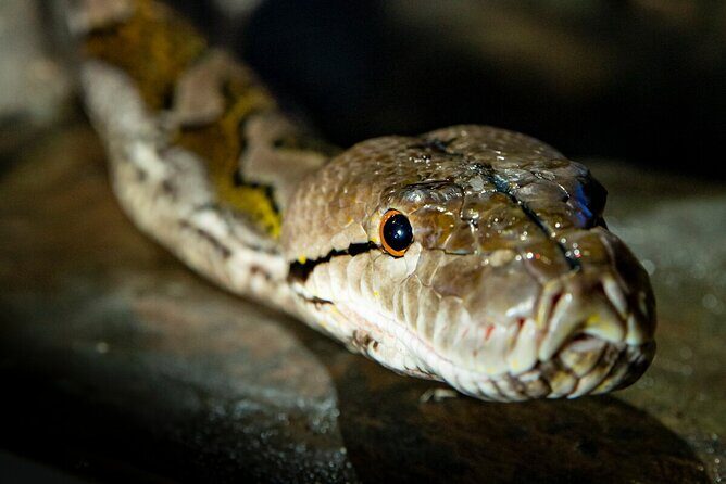 Reptile House Experience at Melbourne Zoo - excl. entry - Key Points