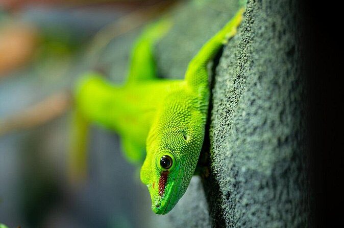 Reptile House Experience at Melbourne Zoo - excl. entry - FAQs