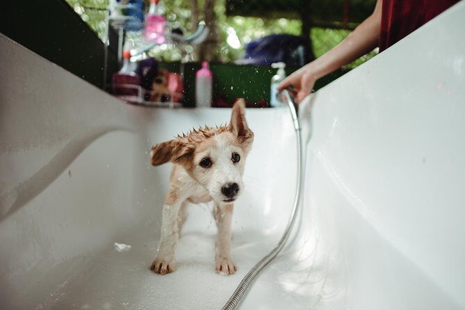 Rescue P.A.W.S. Day Visit - In-Depth Look at the Rescue P.A.W.S. Experience