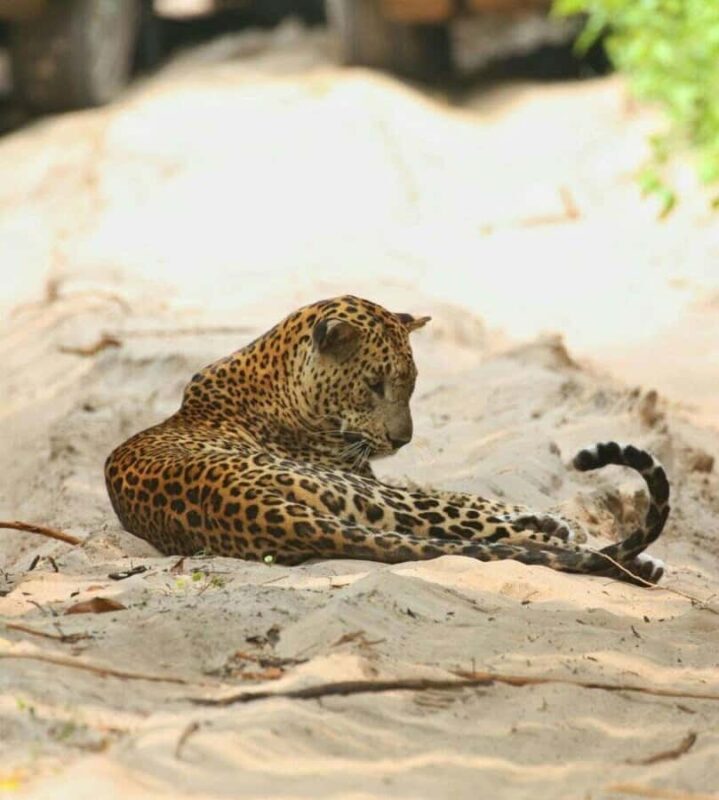 Responsible Wilpattu National Park Jeep Safari from Colombo - Key Points