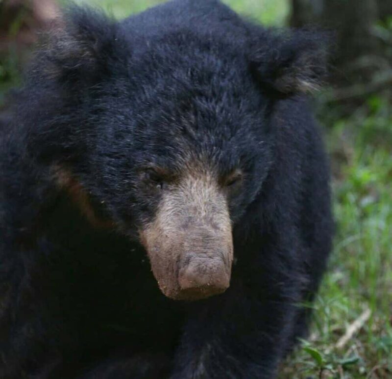 Responsible Wilpattu National Park Jeep Safari from Colombo - Detailed Review of the Wilpattu National Park Jeep Safari
