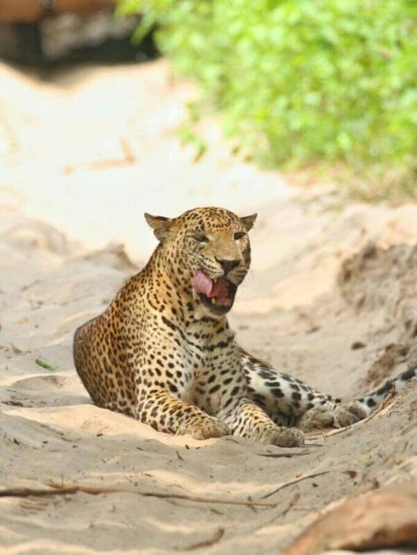 Responsible Wilpattu National Park Jeep Safari from Colombo - FAQ: Practical Questions About the Wilpattu Safari