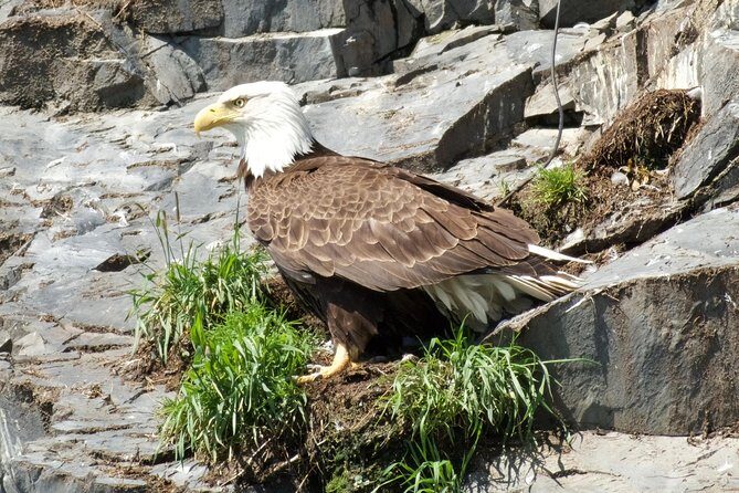 Resurrection Bay Spring Wildlife Cruise - FAQs
