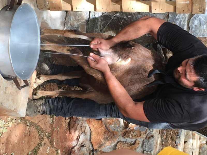 Rethymno: Explore Shepherds Hut and Cheese Making Process - A Deep Dive into the Experience