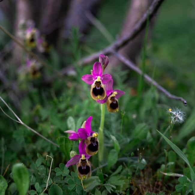 Rethymno: Flower Adventure - The Kampos Plateau — Heart of the Wildflower Realm