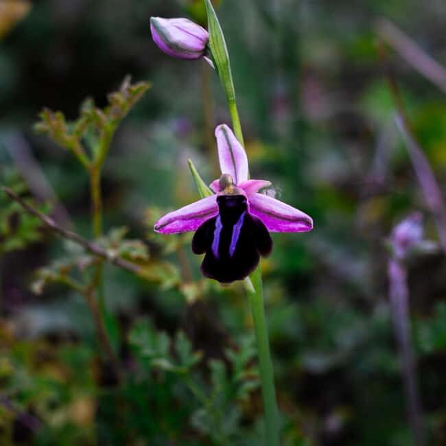 Rethymno: Flower Adventure - Frequently Asked Questions