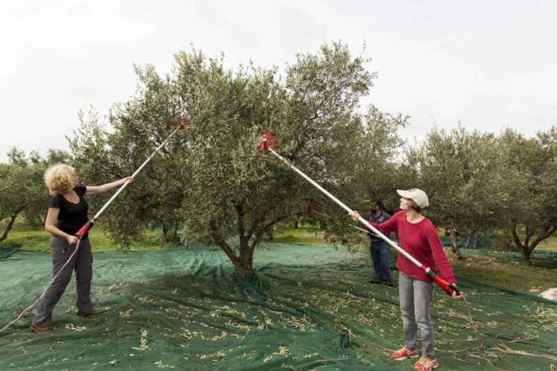 Rethymno: Olive Oil Tasting with Cretan Food Pairing - A Closer Look at the Olive Oil Tasting Experience