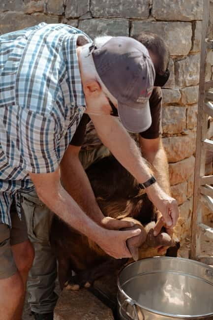 Rethymno: Shepherd For A Day - Key Points