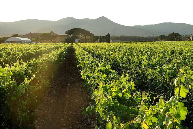 Retrospettiva di Marchesale Wine Tasting and Tour in Bolgheri - Introduction: Why This Tour Could Be Your Next Favorite