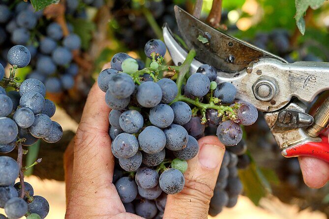 Retrospettiva di Marchesale Wine Tasting and Tour in Bolgheri - FAQ