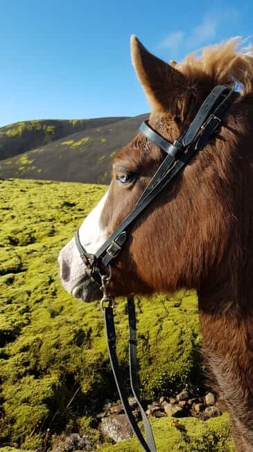 Reykjadalur: Horseback Riding Tour for Families & Beginners - Why You Should Consider This Tour