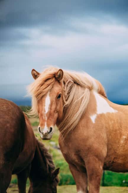 Reykjadalur: Horseback Riding Tour for Families & Beginners - FAQs