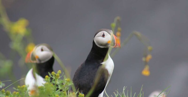 Reykjavik: 1-Hour Puffin Watching Tour - A Detailed Look at What to Expect
