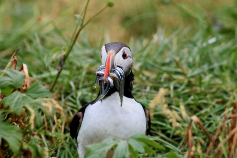 Reykjavik: 1-Hour Puffin Watching Tour - Practical Tips for Your Puffin Tour