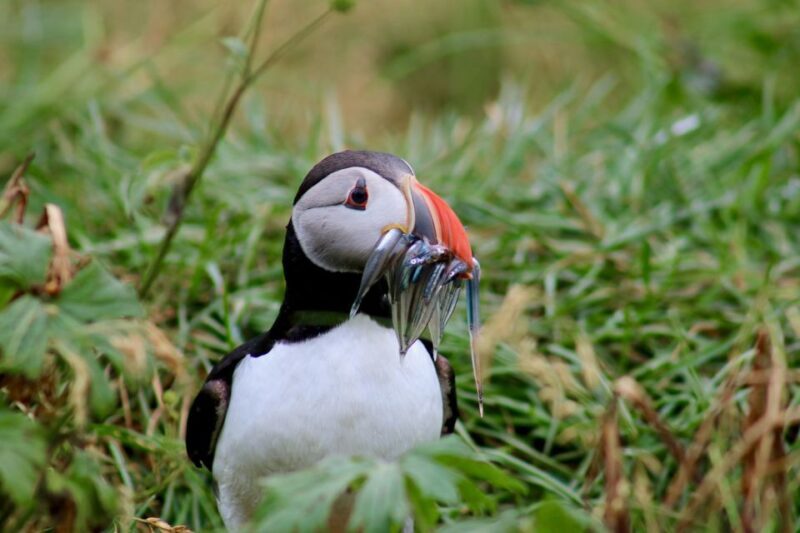 Reykjavik: 1-Hour Puffin Watching Tour - FAQs about the Reykjavík Puffin Watching Tour
